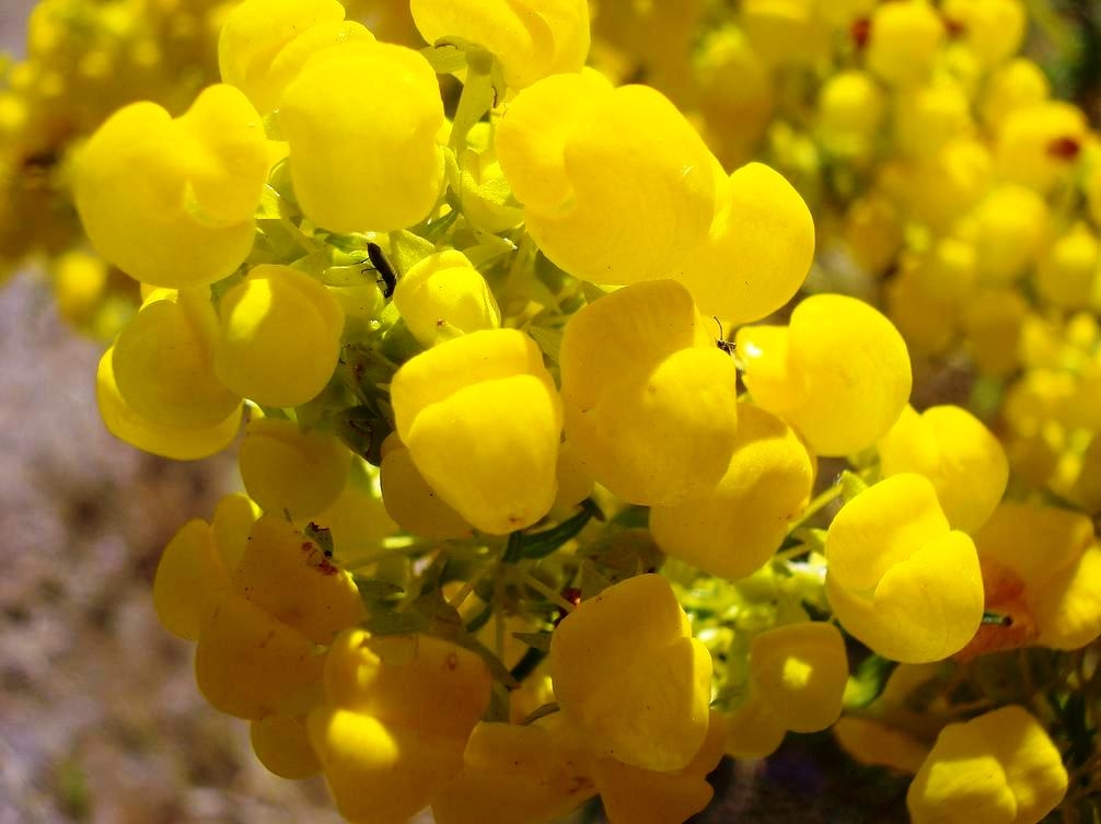 Slipper Flower seeds - Calceolaria mexicana – Garden Seeds Market ...
