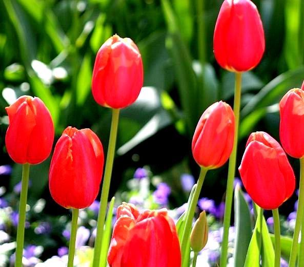 Tulipa Spring Song - Tulip Spring Song - 5 bulbs – Garden Seeds Market ...