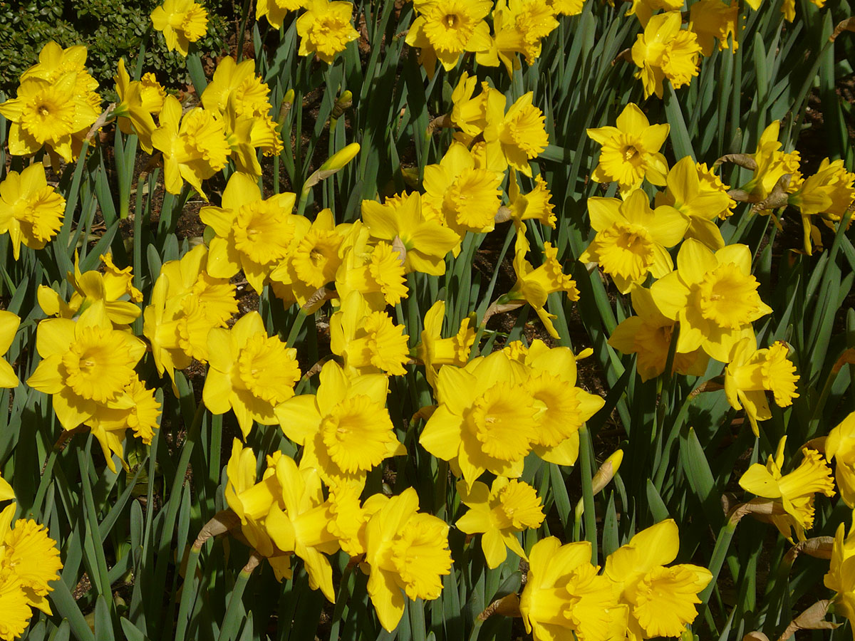 Narcissus Dutch Master - Daffodil Dutch Master - 5 bulbs – Garden Seeds ...