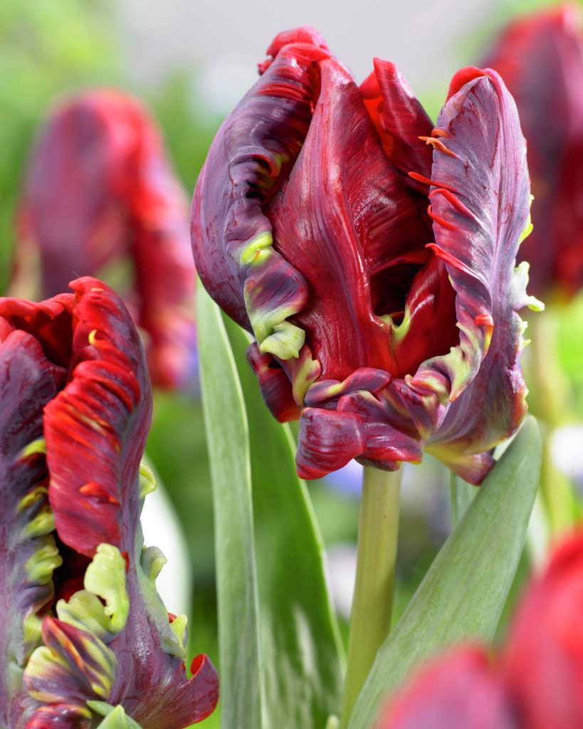 Tulipa Rococo - Tulip Rococo - 5 bulbs – Garden Seeds Market | Free ...