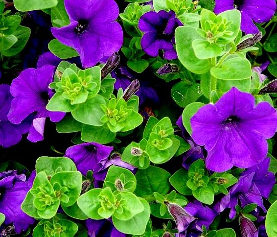 Petunia Ultra Blue seeds - Petunia x hybrida grandiflora - 80 seeds ...