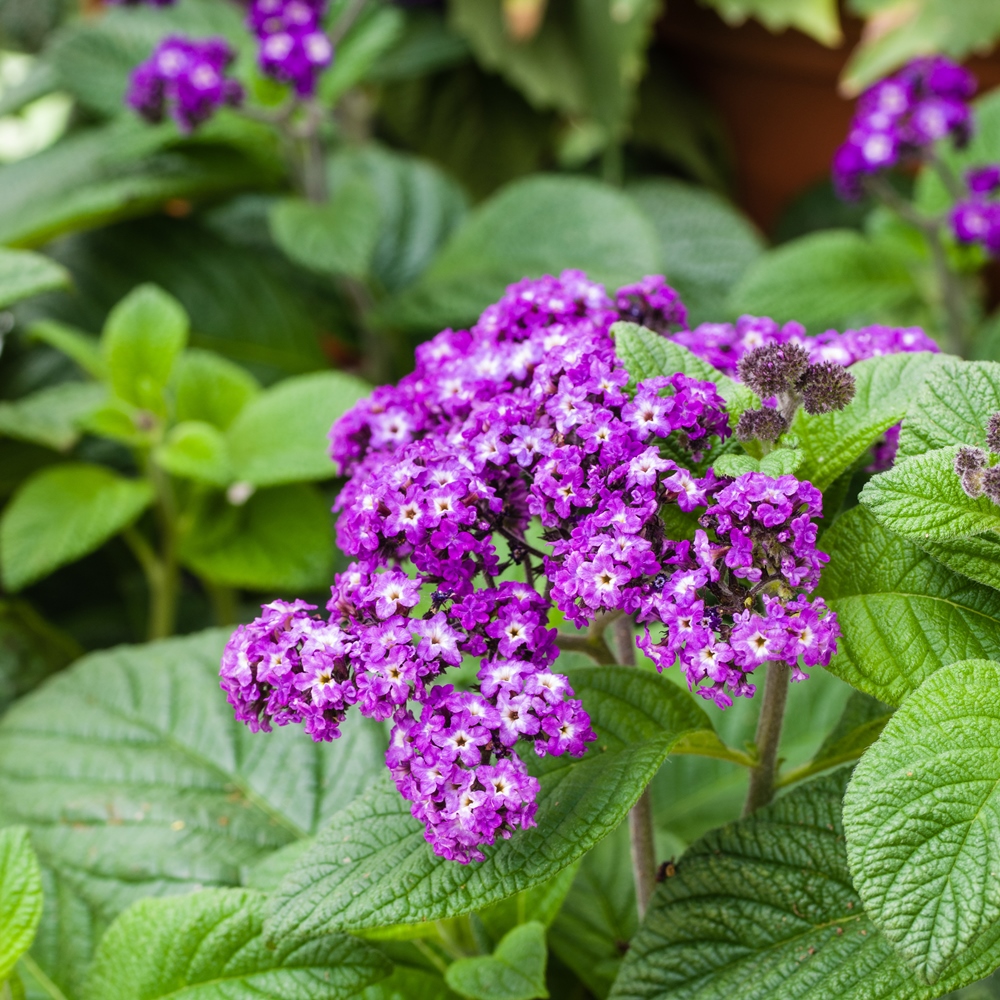 Marine Heliotrope seeds - Heliotropium arborescens - 200 seeds – Garden ...