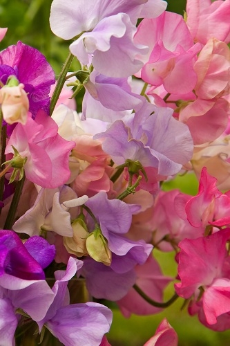 Dwarf Sweet Pea seeds - Lathyrus odoratus - 36 seeds – Garden Seeds ...
