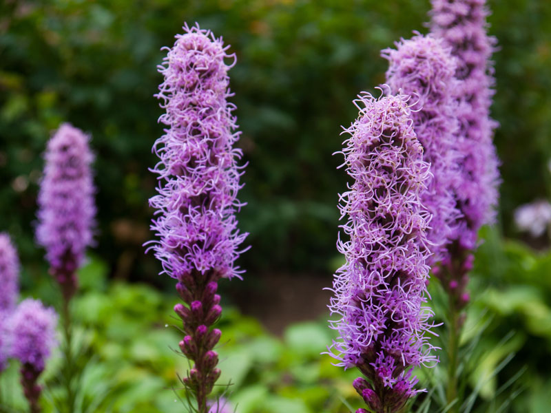 Dense Blazing Star seeds - Liatris spicata - 150 seeds – Garden Seeds ...