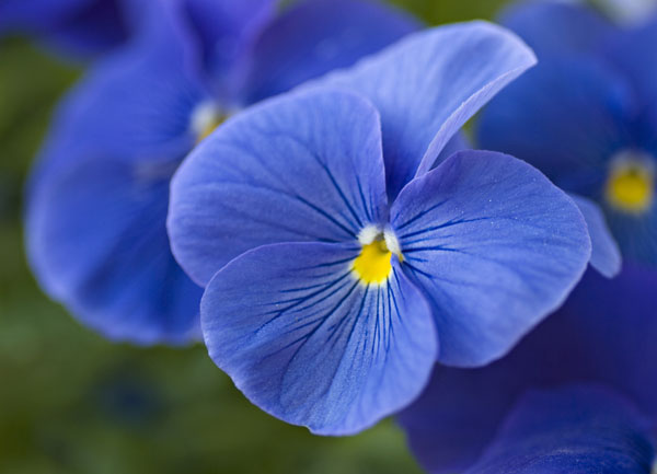 Pansy Inspire True Blue seeds - Viola x wittrockiana - 400 seeds ...