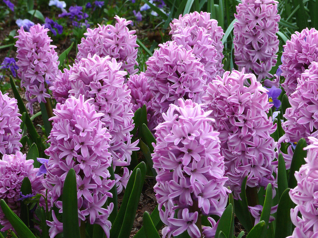 Hyacinthus Splendid Cornelia - Hyacinth Splendid Cornelia - 3 bulbs – Garden Seeds Market | Free ...