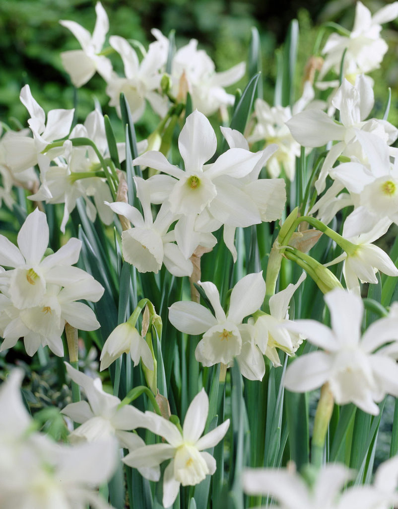 Narcissus Thalia - Daffodil Thalia - 5 bulbs – Garden Seeds Market ...