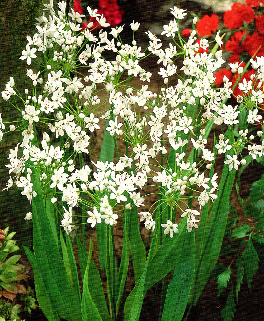 Allium Neapolitanum - 20 bulbs – Garden Seeds Market | Free shipping