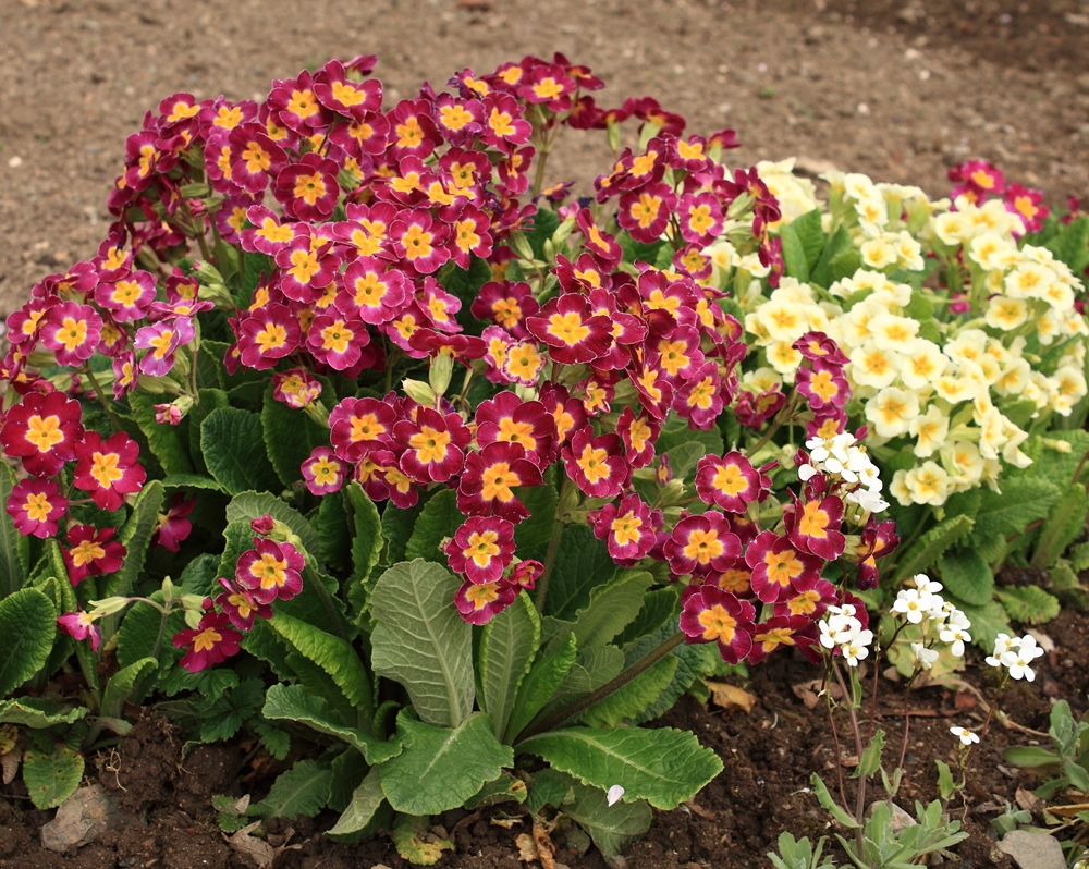 Primrose Crescendo Mix frø - Primula elatior - 330 frø – Garden Seeds ...
