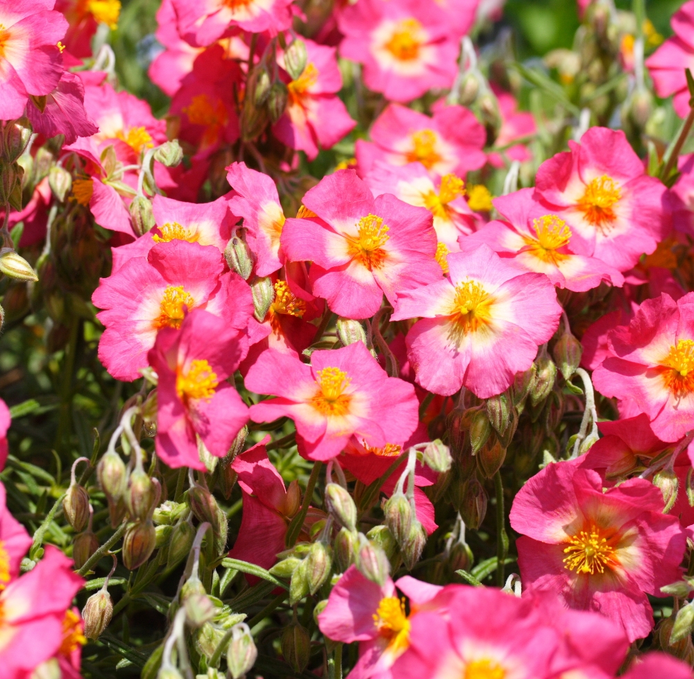 Sun Rose Ben Ledi mixed seeds - Helianthemum sp. - 350 seeds – Garden ...