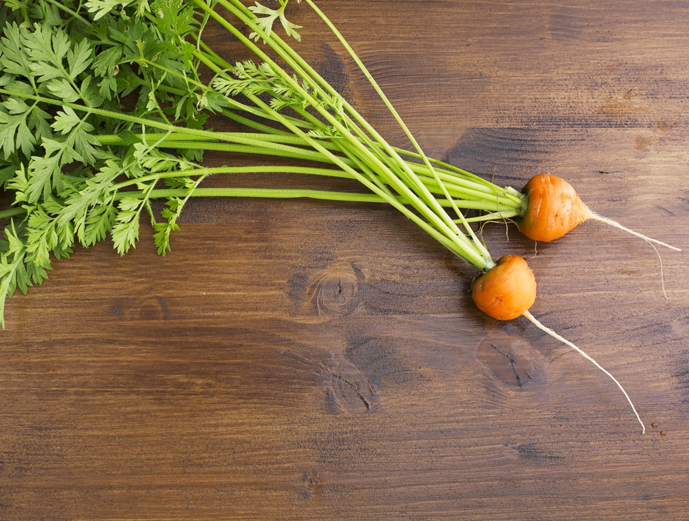 Round Carrot Pariser Markt 4 seeds - Daucus carota - 2550 seeds ...