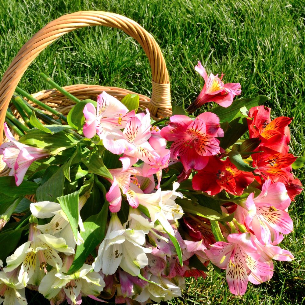 Peruvian Lily seeds - Alstroemeria Aurantiaca - 5 seeds – Garden Seeds ...