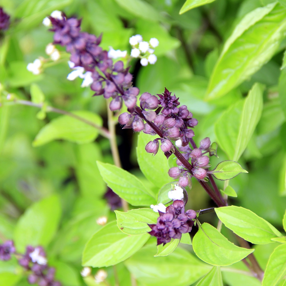 Basil Blue Spice seeds - Ocimum basilicum - 650 seeds – Garden Seeds ...