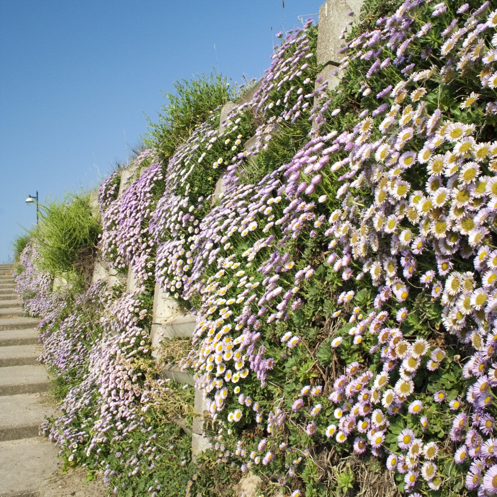 Mexican Fleabane seeds - Erigeron karvinskianus - 390 seeds – Garden ...