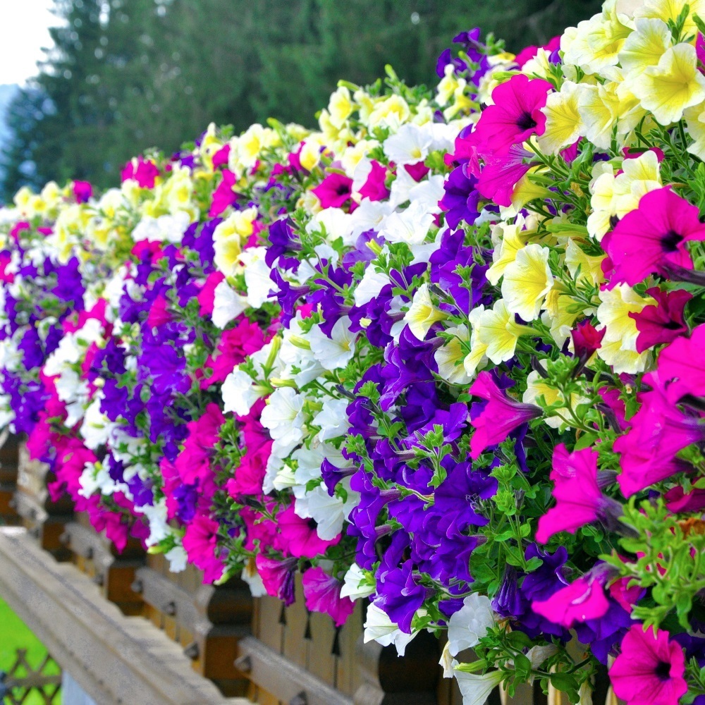 Petunia Balcony Mix seeds - Petunia x hybrida - 800 seeds – Garden ...