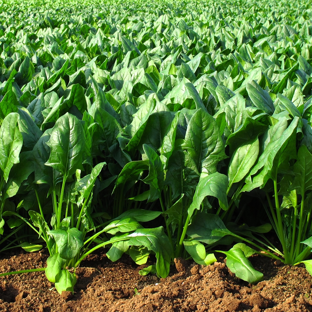 Spinach Matador Seeds Spinacia Oleracea 900 Seeds Garden Seeds