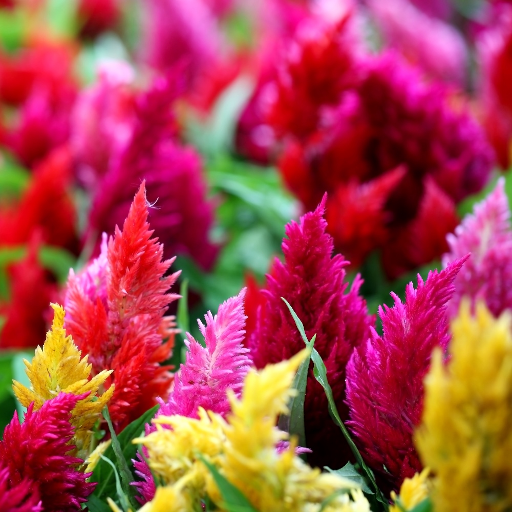 Plumed Cockscomb mixed seeds - Celosia argentea plumosa - 800 seeds ...