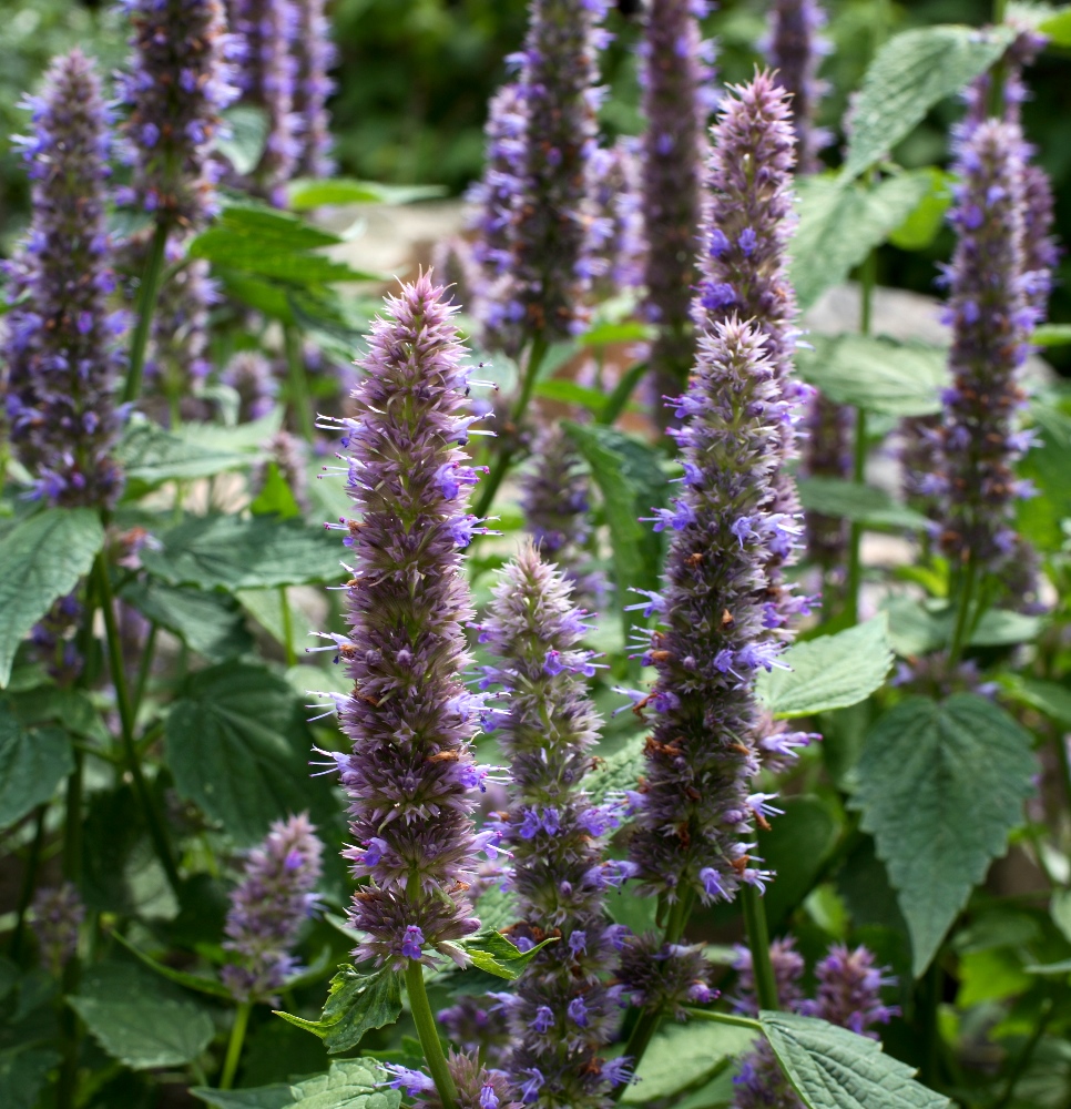 Hummingbird Mint seeds - Agastache mexicana – Garden Seeds Market ...