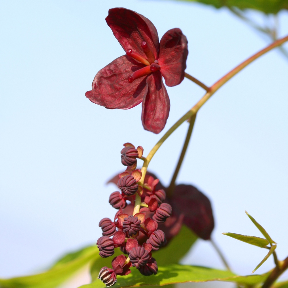 Three-Leaf Akebia seeds - Akebia trifoliata – Garden Seeds Market ...