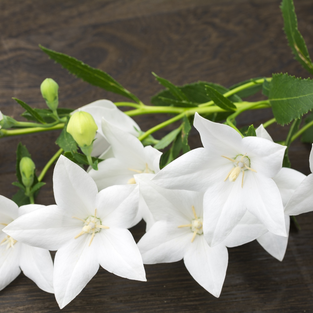 Balloon Flower Fuji White seeds - Platycodon grandiflorus - 110 seeds ...