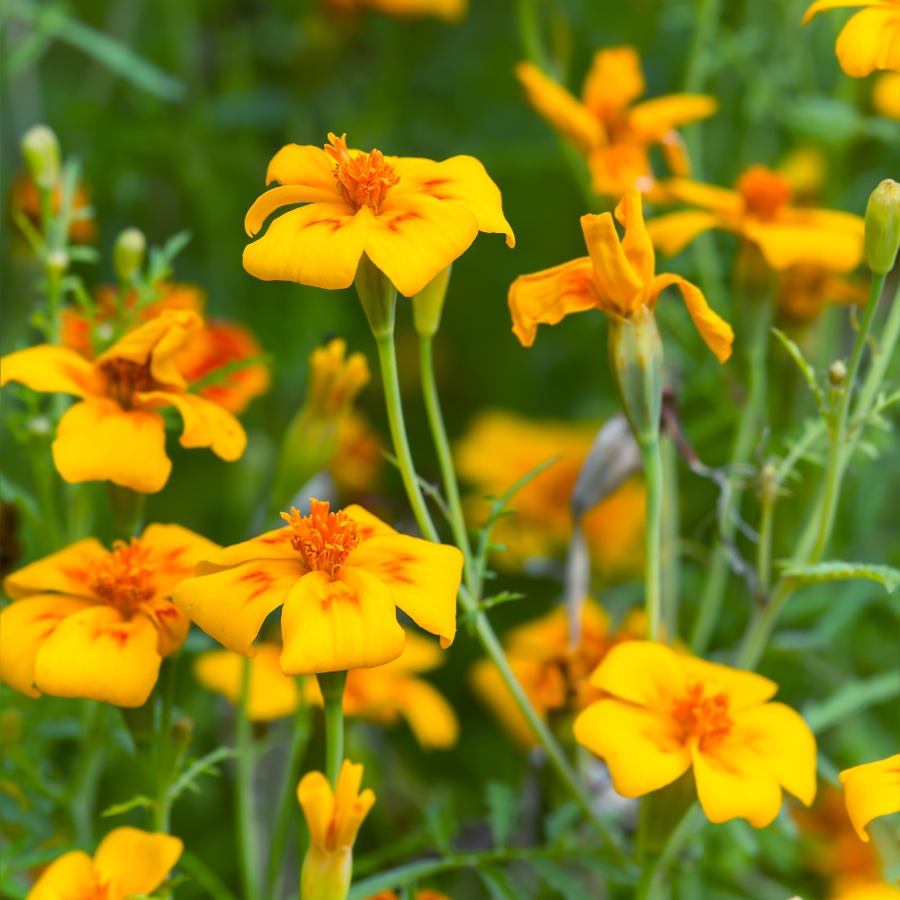 Marigold Golden Gem seeds - Tagetes tenuifolia - 390 seeds – Garden ...