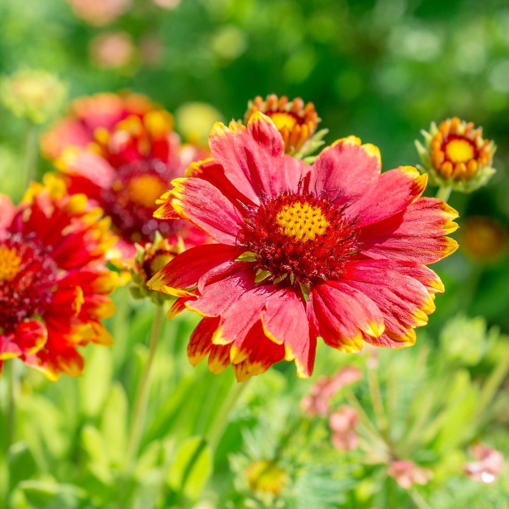 Graines de Gaillarde Aristée - Gaillardia aristata - 300 graines ...