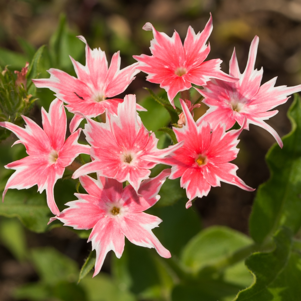 Phlox Cuspidata