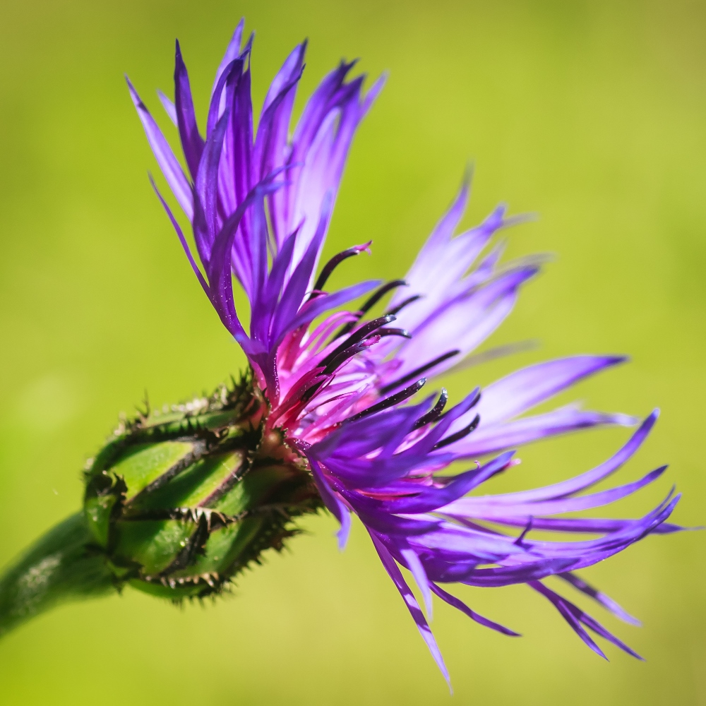 Perennial Cornflower seeds - Centaurea montana - 80 seeds – Garden ...