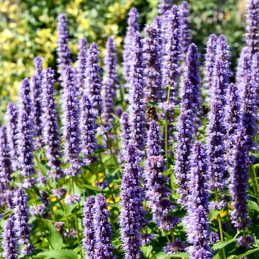 Hummingbird Mint seeds - Agastache mexicana – Garden Seeds Market ...