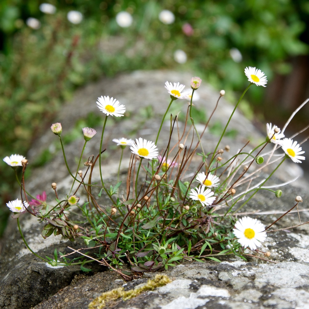 Mexican Fleabane seeds - Erigeron karvinskianus - 390 seeds – Garden ...