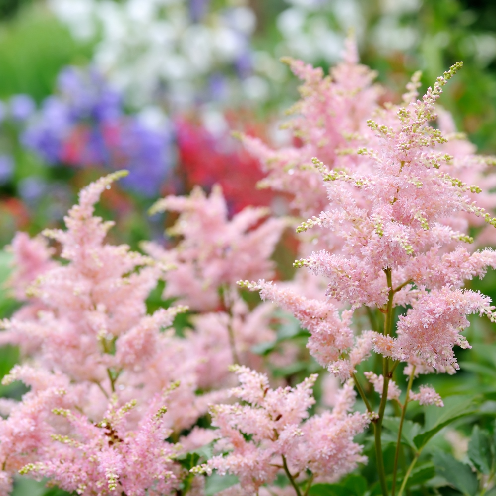 Astilbe Showstar Mix seeds - Astilbe x arendsii - 50 seeds – Garden ...