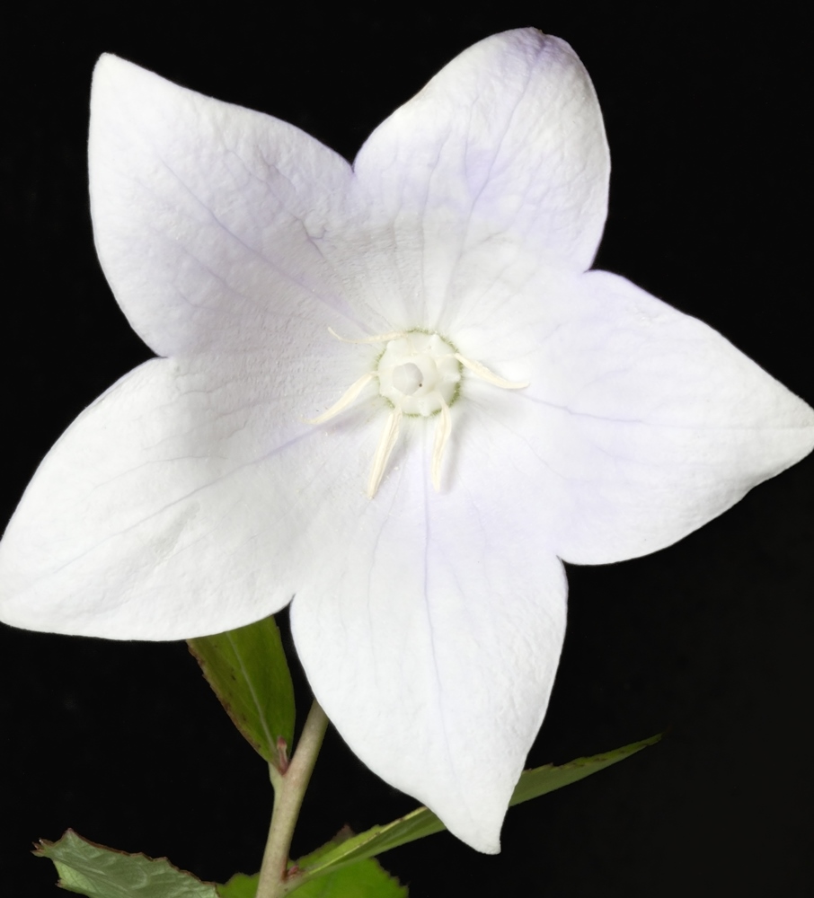 Balloon Flower Fuji White seeds - Platycodon grandiflorus - 110 seeds ...