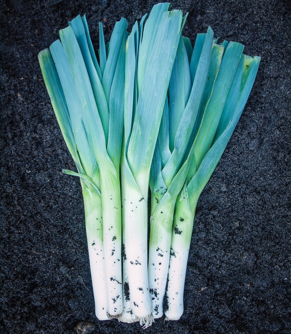 Leek seeds - Allium porrum - 320 seeds – Garden Seeds Market | Free ...