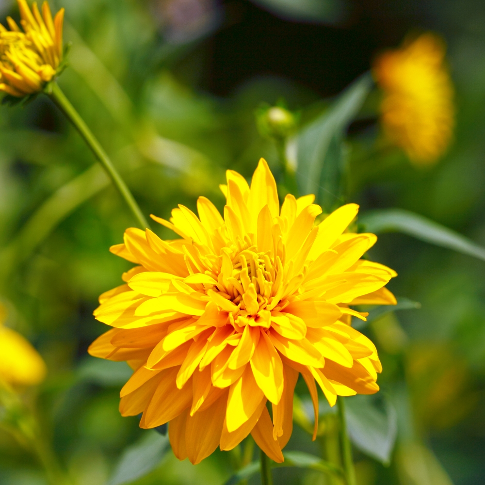False Sunflower, Summer Sun seeds - Heliopsis scabra - 125 seeds ...