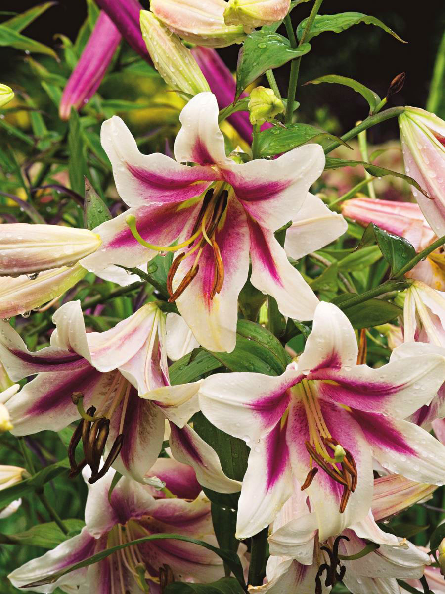 Tree Lily Lilium Altari - bulb/tuber/root – Garden Seeds Market | Free ...