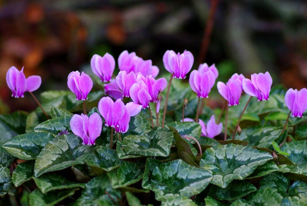 Cyclamen Neapolitanum – Garden Seeds Market | Free shipping