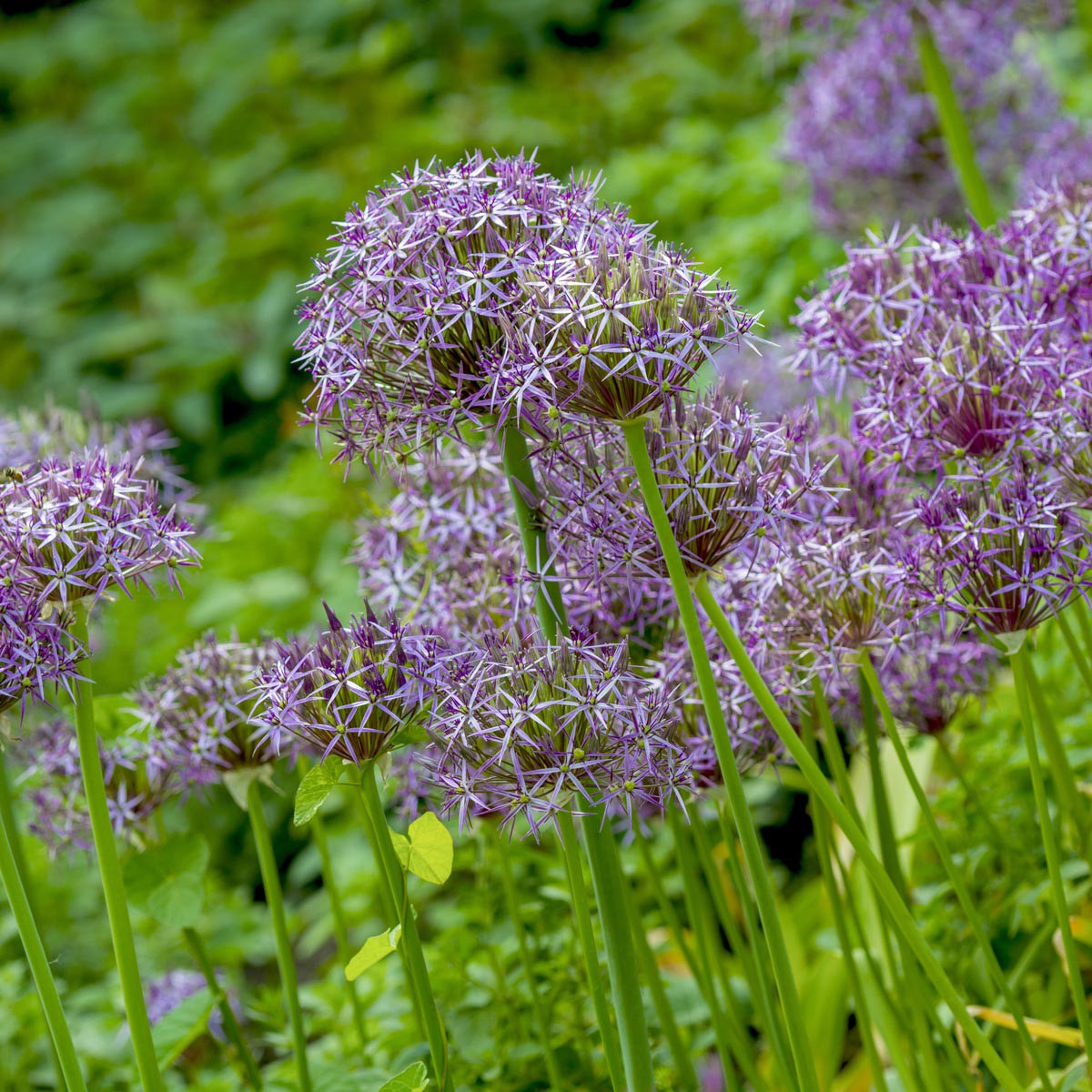 Allium christophii - 5 bulbs – Garden Seeds Market | Free shipping