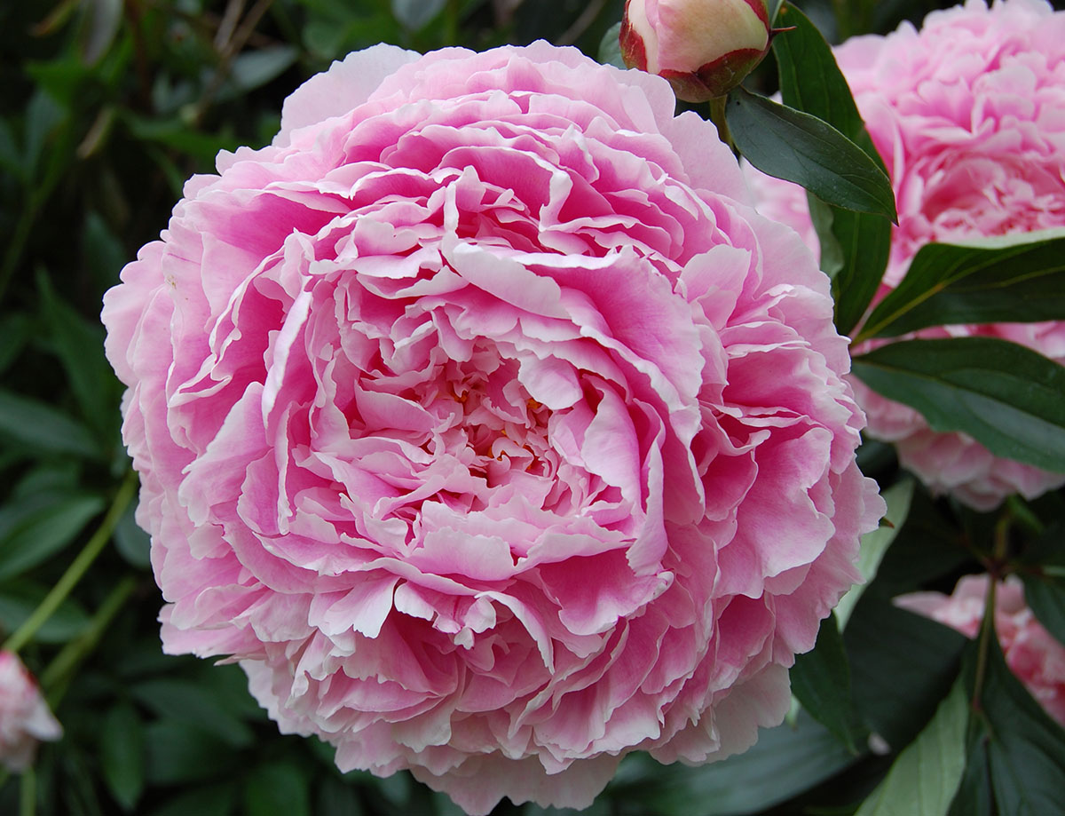 Peónia - Sarah Bernhardt - Paeonia – Garden Seeds Market | Frete grátis