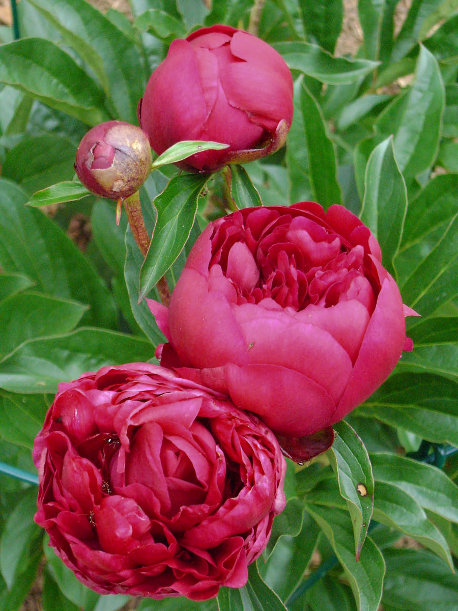 Paeonia, Peony Felix Crouse - 1 bulb – Garden Seeds Market | Free shipping