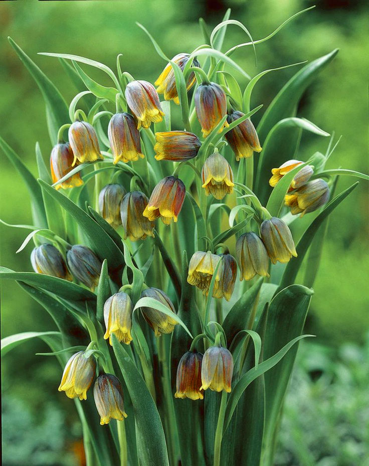 Fritillaria uva vulpis - Fox's grape fritillary uva vulpis - 5 bulbs ...