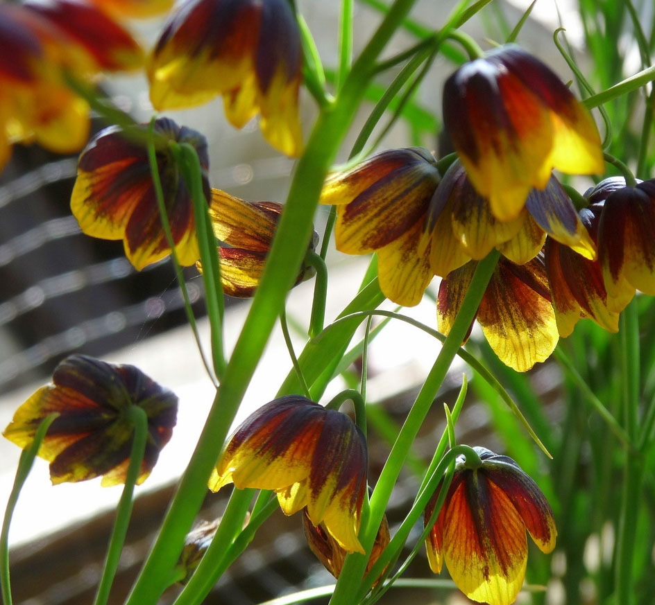 Fritillaria uva vulpis - Fox's grape fritillary uva vulpis - 5 bulbs ...