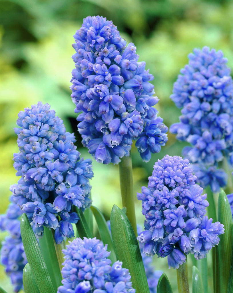 Muscari Blue Spike - Grape Hyacinth Blue Spike - 10 bulbs – Garden ...