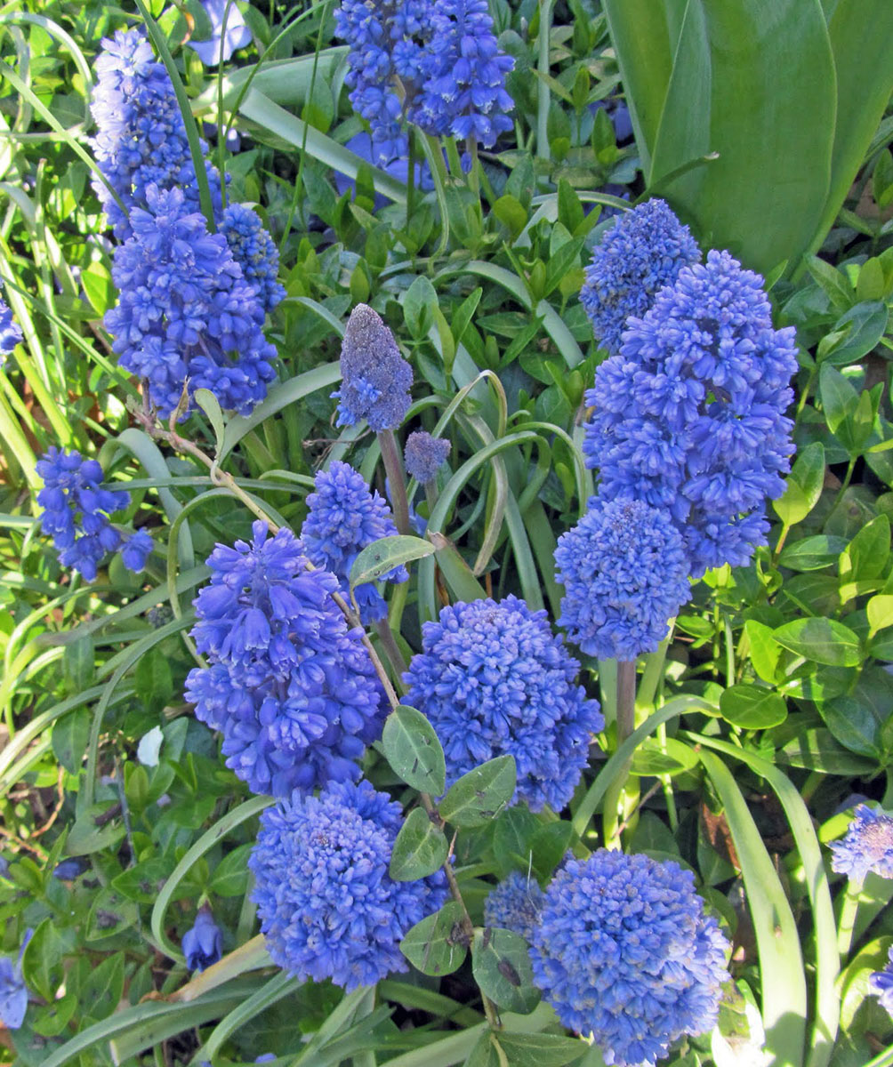 Muscari Blue Spike - Grape Hyacinth Blue Spike - 10 bulbs – Garden ...