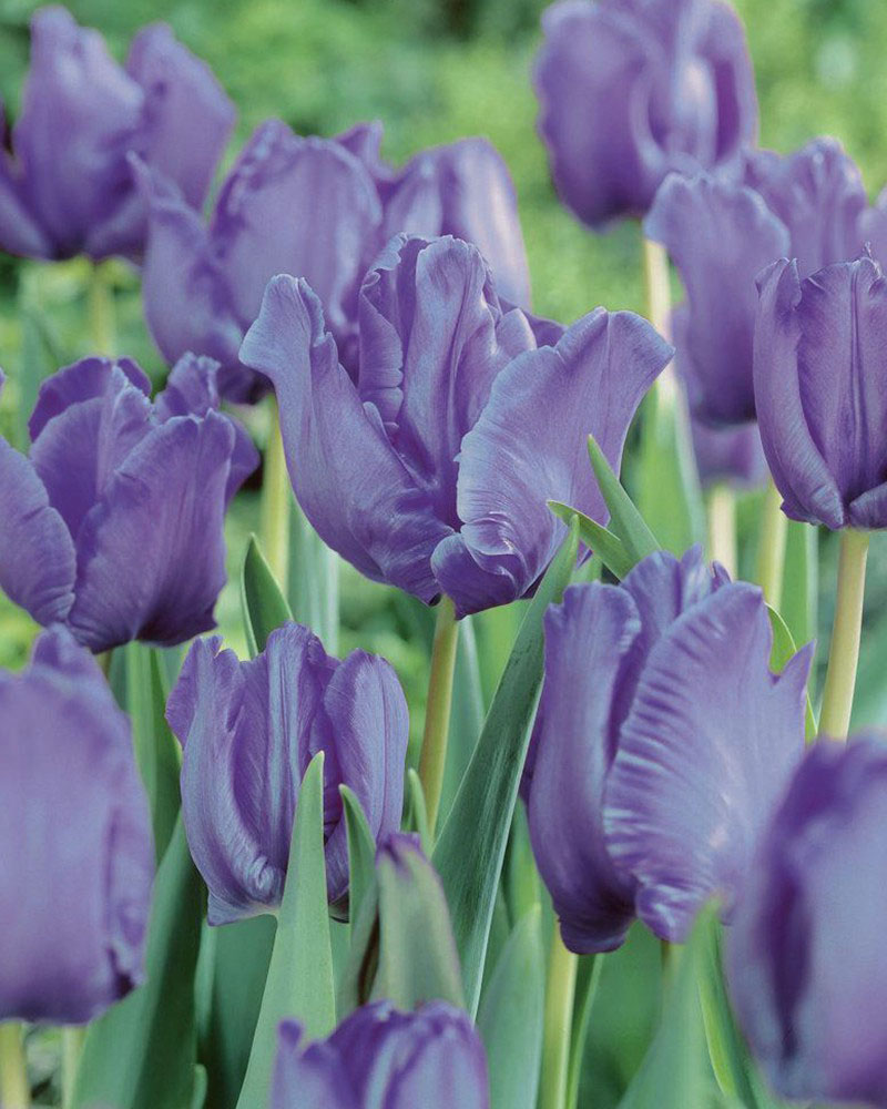 Tulipa Blue Parrot - Tulip Blue Parrot - 5 bulbs – Garden Seeds Market ...