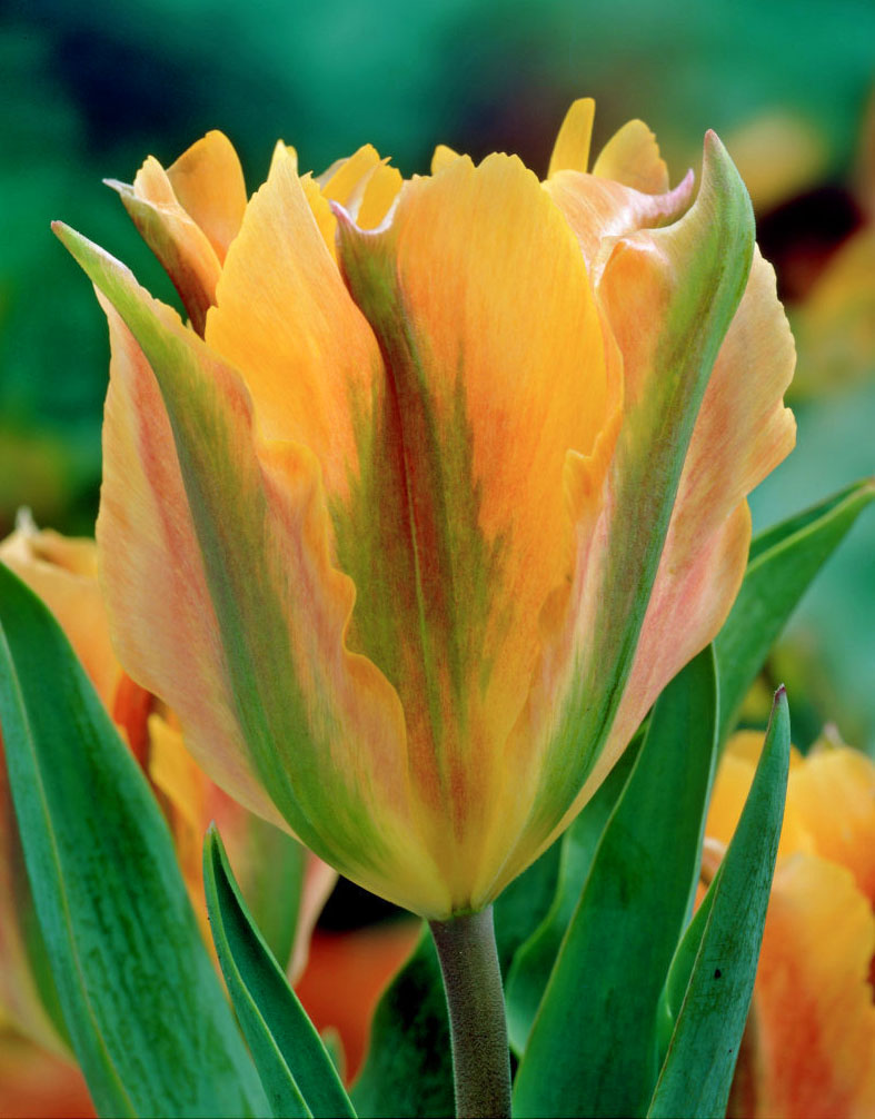 Tulipa Golden Artist - Tulip Golden Artist - 5 bulbs – Garden Seeds ...