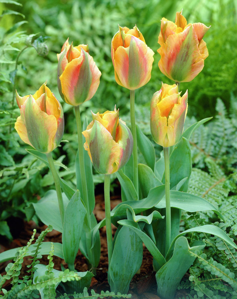 Tulipa Golden Artist - Tulip Golden Artist - 5 bulbs – Garden Seeds ...