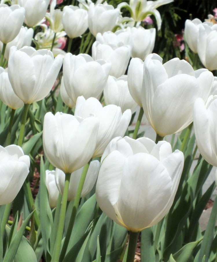 Tulipa Hakuun - Tulip Hakuun - 5 bulbs – Garden Seeds Market | Free shipping