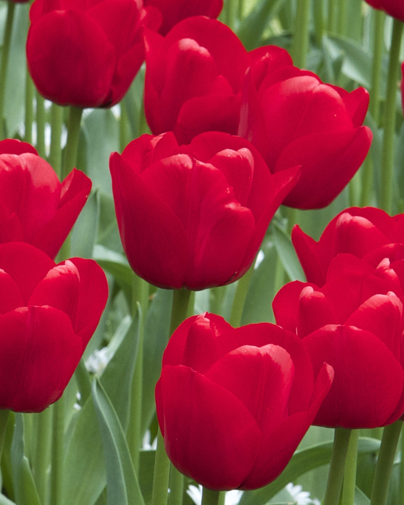 Tulipa Ile de France - Tulip Ile de France - 5 bulbs – Garden Seeds ...