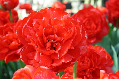 Tulipa Miranda - Tulip Miranda - 5 bulbs – Garden Seeds Market | Free ...