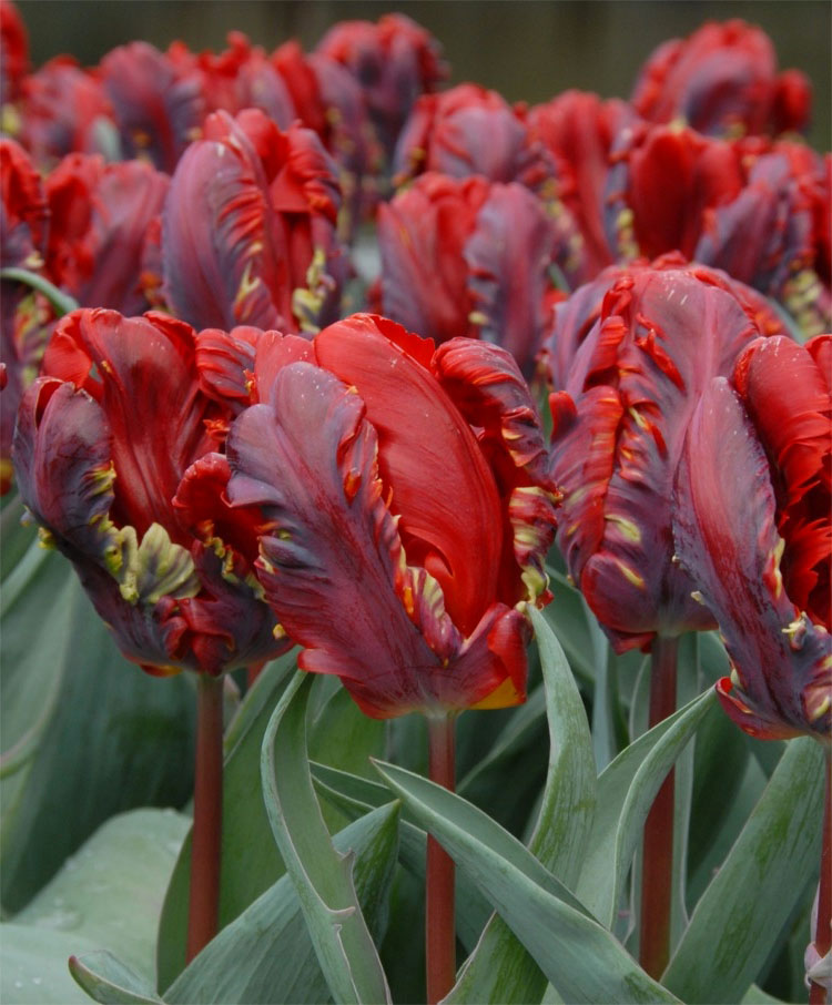 Tulipa Rococo - Tulip Rococo - 5 bulbs – Garden Seeds Market | Free ...